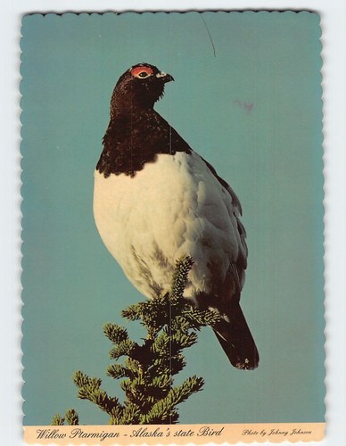 Postcard Willow Ptarmigan Alaskas state Bird Alaska USA | eBay