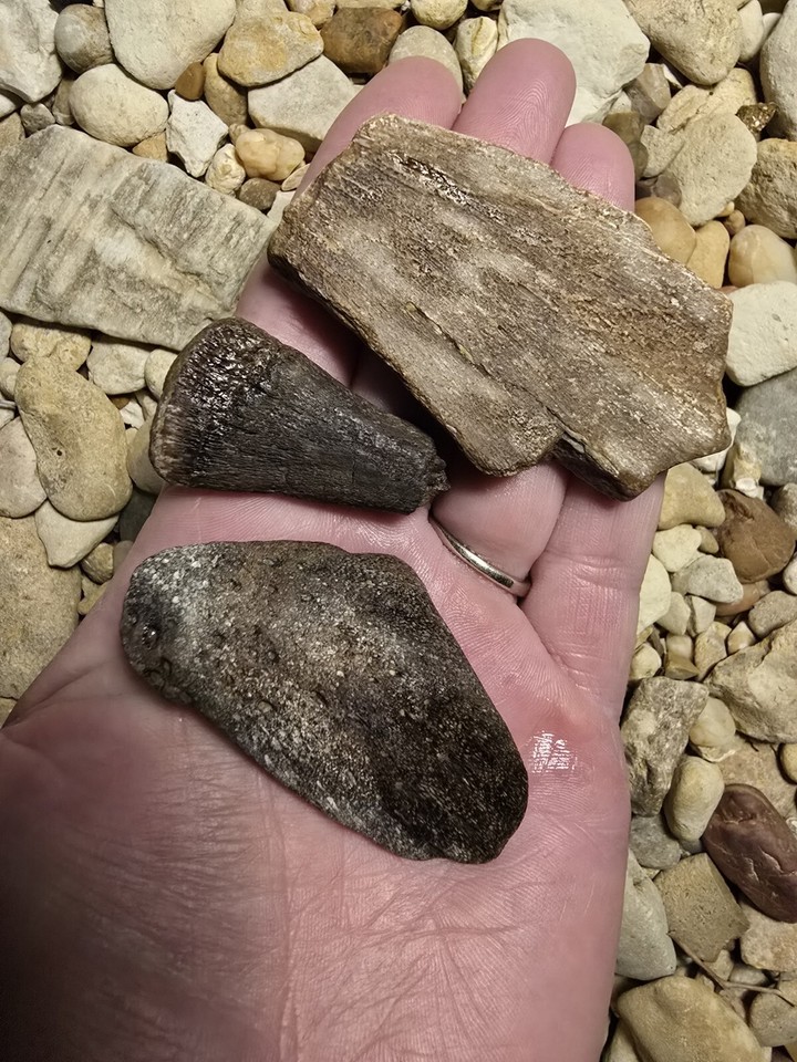 RARE Cretaceous Protostega Turtle Jaw, Paddle + Carapace TX Fossil | eBay