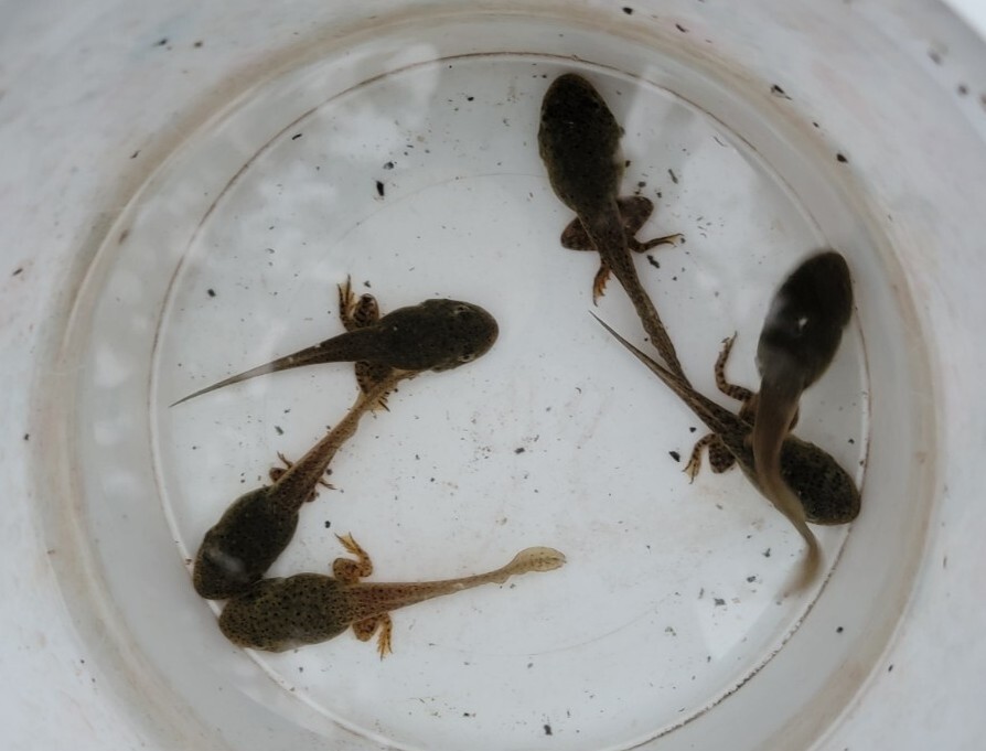 *9+ Bullfrog Froglet tadpoles 3-4" Inches | With Legs live For Sale | eBay