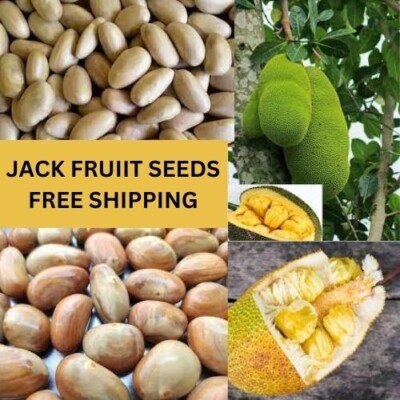 Seeds Jackfruit Fruit Tropical Tree Flower Largest seeds 2kg Fresh Jack ...