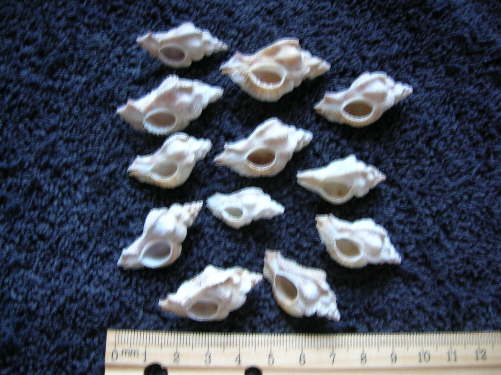 set of 12 Festive Murex (Pteropurpura) festiva, 27- 40mm, California ...