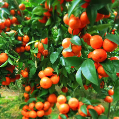 Dwarf Emperor Tangerine Mandarin 20 Seeds Indoor House Plant Outdoor ...