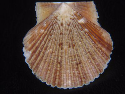 PECTEN MINNIVOLA PYXIDATUS: LARGE PACIFIC OCEAN FORM @ 27.84MM! | eBay