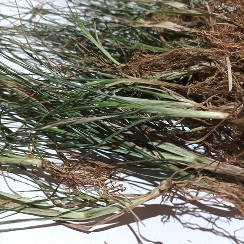 Ayurvedic Dry Paragis Plant 2oz Eleusine Indica Goosegrass Family ...