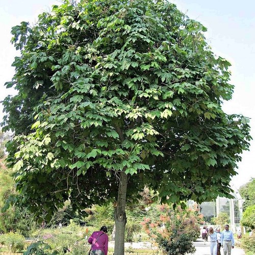 CHINESE PARASOL TREE Firmiana Simplex - 10+ SEEDS | eBay