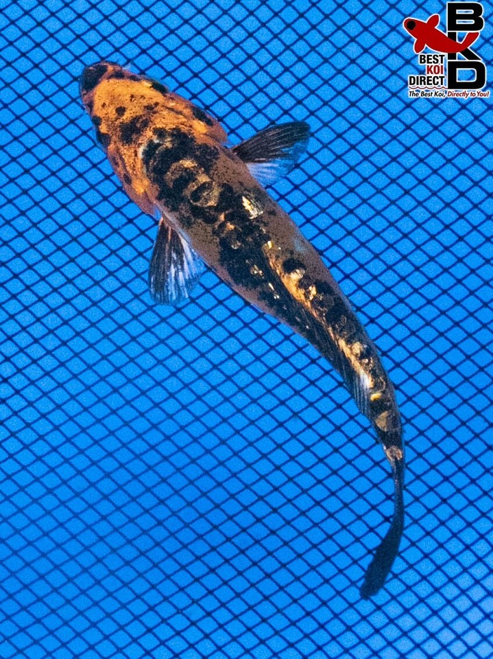 5" DOITSU KI MATSUBA Live Koi Fish Garden Pond 9/15 | eBay