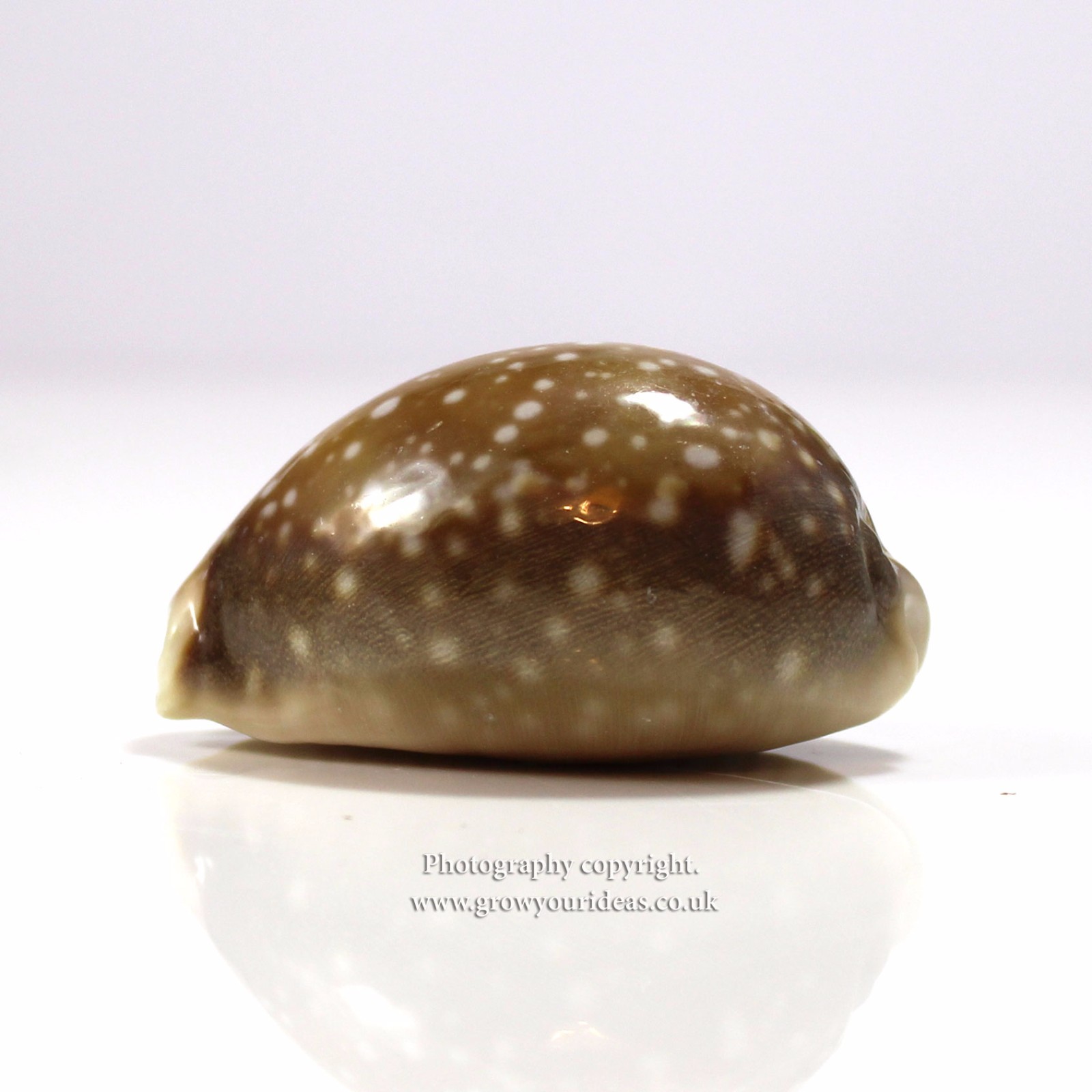 Cowrie Deer Pacific deer - large Cypraea vitellus seashell 5 to 7 cm | eBay
