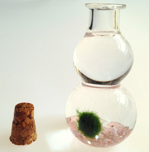 Baby Marimo - Lucky Plant - Moss Ball & Light Peach Crystals in Glass ...