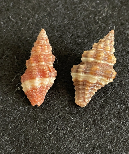 2 Engina solida Dall 18 mm & 20 mm Mexico | eBay