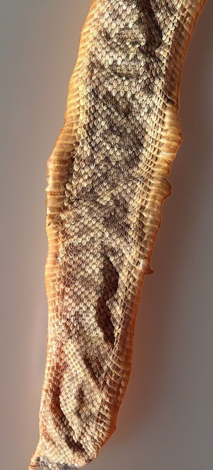 🔥REAL Rattlesnake Snakeskin Taxidermy Huge West Texas Diamondback Snake ...