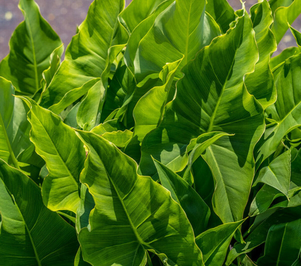 1000 Broadleaf Arrowhead Flower Seeds (Sagittaria Latifolia) EDIBLE ...