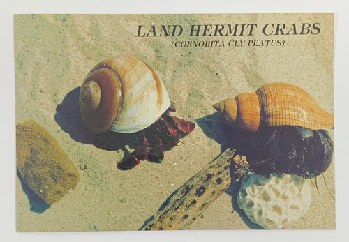 Land Hermit Crabs Postcard Coenobita Cly Peatus Unposted | eBay