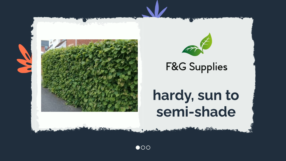 Hazel Corylus native bare root hedge plants hedging - 7 sizes | eBay UK