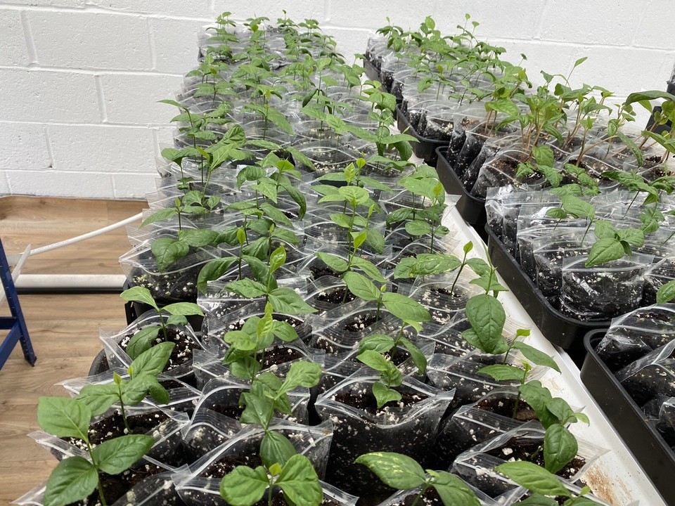 Bel Patta / Bael Patra / Bilva Bel Leaf Aegle Marmelos plants healthy 1 ...