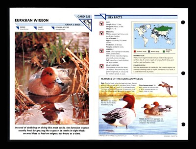 Eurasian Wigeon Duck WildLife Fact File Bird Animal Card Home School ...