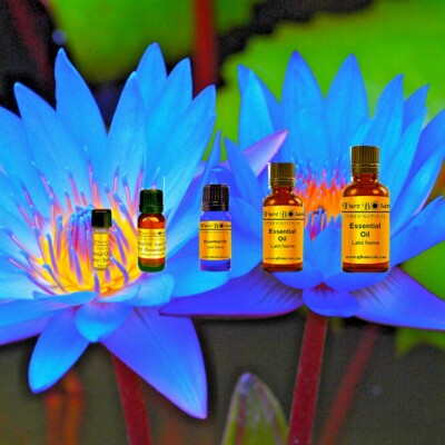 Blue Lotus Absolute Essential Oil - 100% PURE NATURAL - Sizes 1 ml - 1 ...