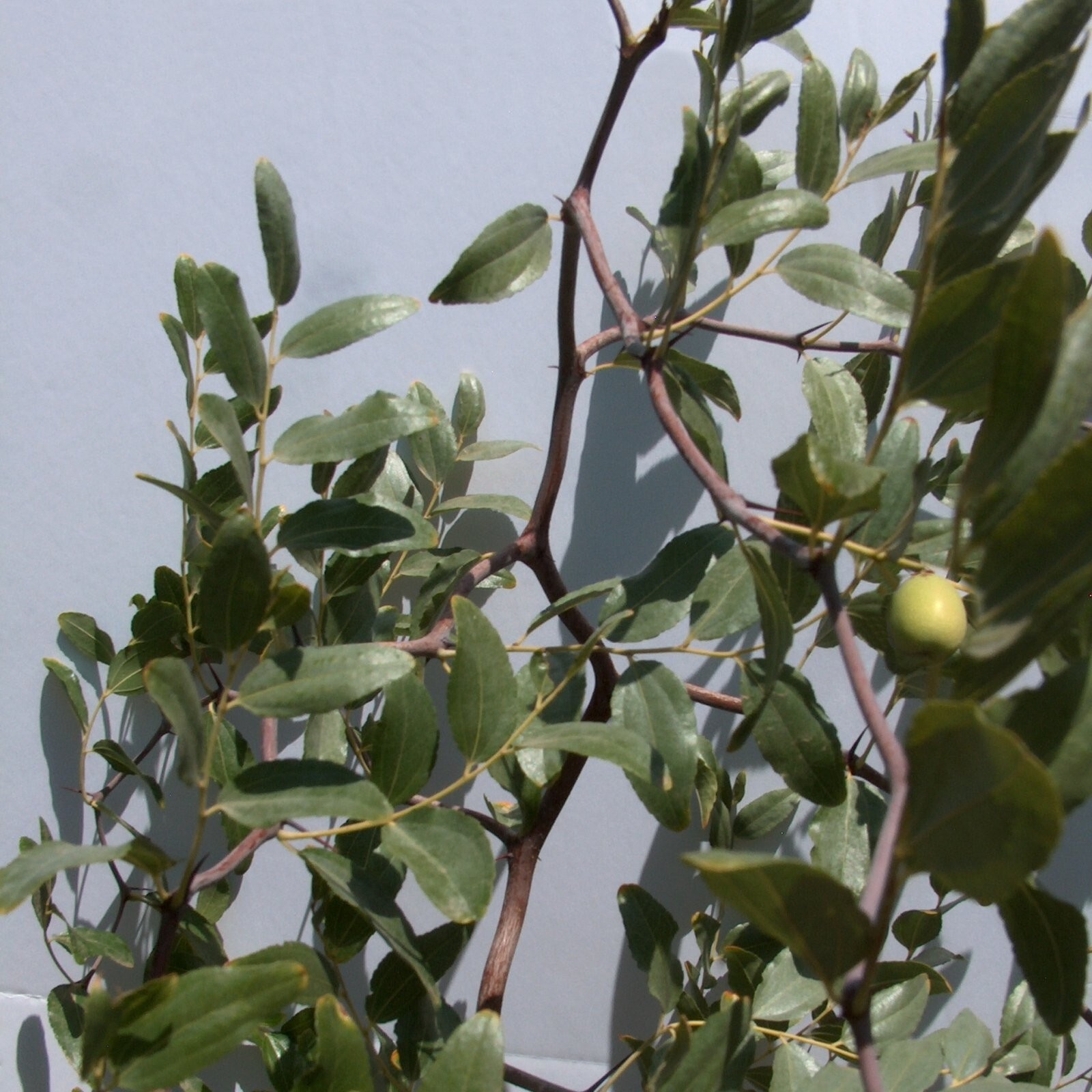 T604A (2) So Co Contorted Jujube Tree 6" Thin Cutting Graft ScionWood ...