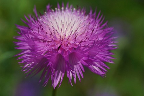 Centaurea Imperialis - Sweet Sultan color mix seed | eBay