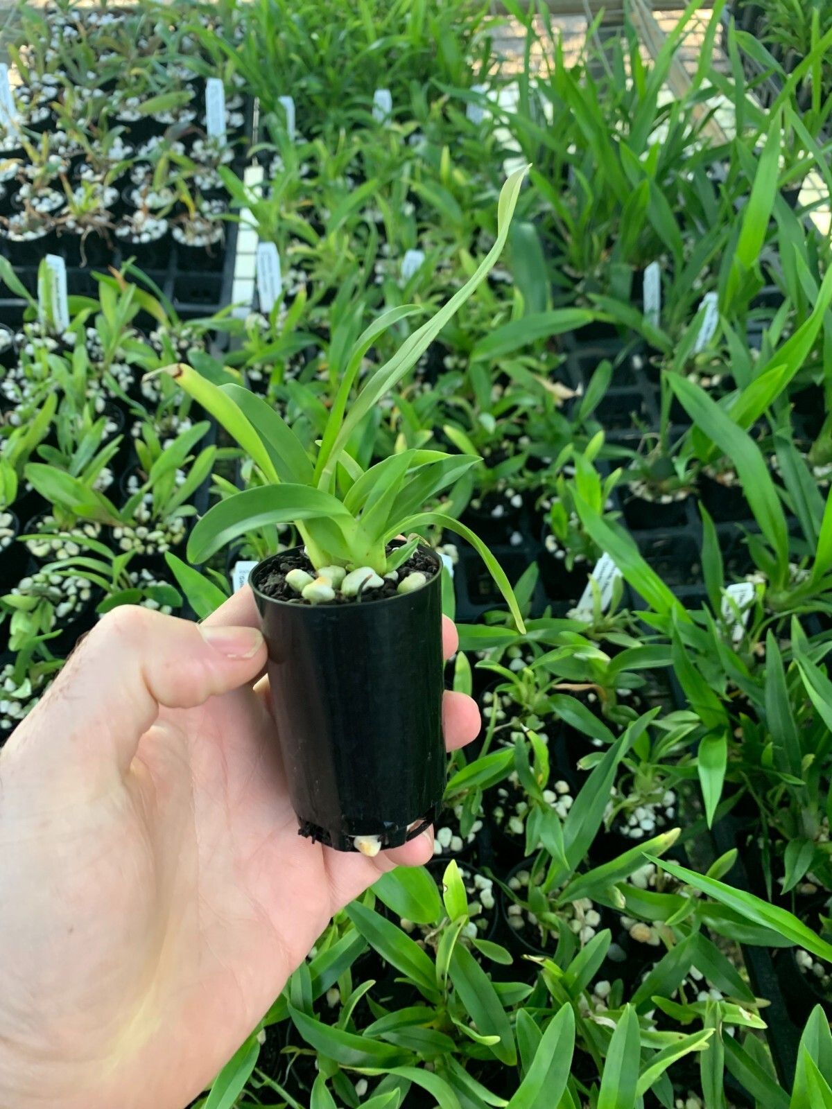 RON Orchid Oncidesa Oncsa. Hwuluduen Chameleon 'Colorful Lake' FRAGRANT ...