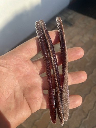 50 Hand Poured 6 inch Don Iovino style Spade Tail Plastic Worms. | eBay