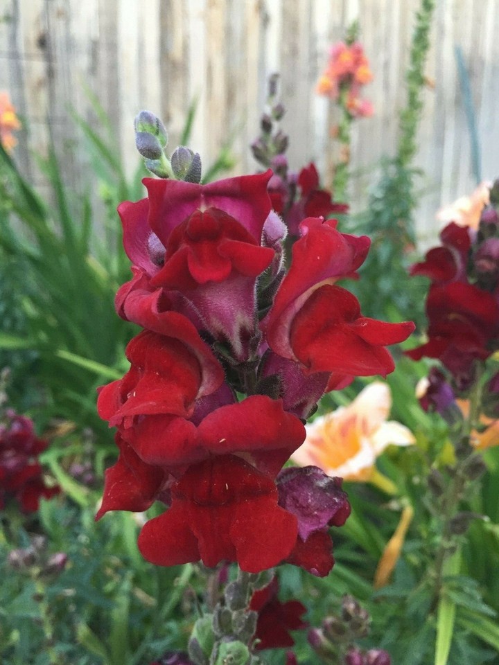 300 seeds Snapdragon Dark Red Velvet Annual + gift | eBay