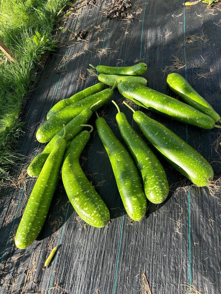 Big Bottle Gourd seeds || Long Green Bangladeshi Lau Seeds || 20 Deshi ...