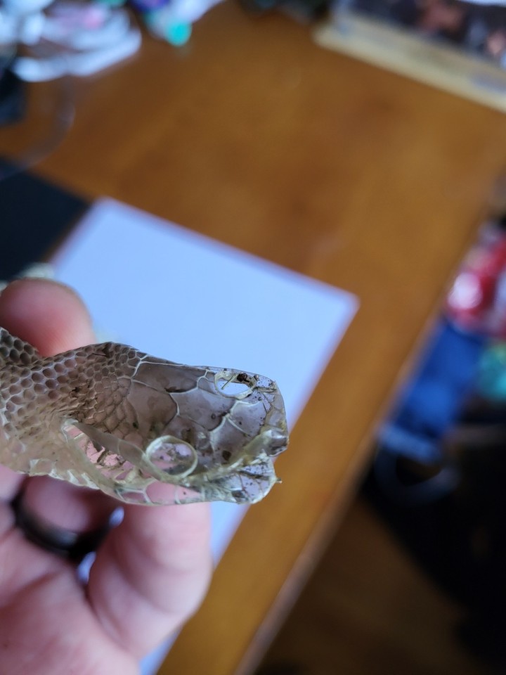 45" Molted Shed Chicken / Rat Snake Skin Excellent Condition Complete ...