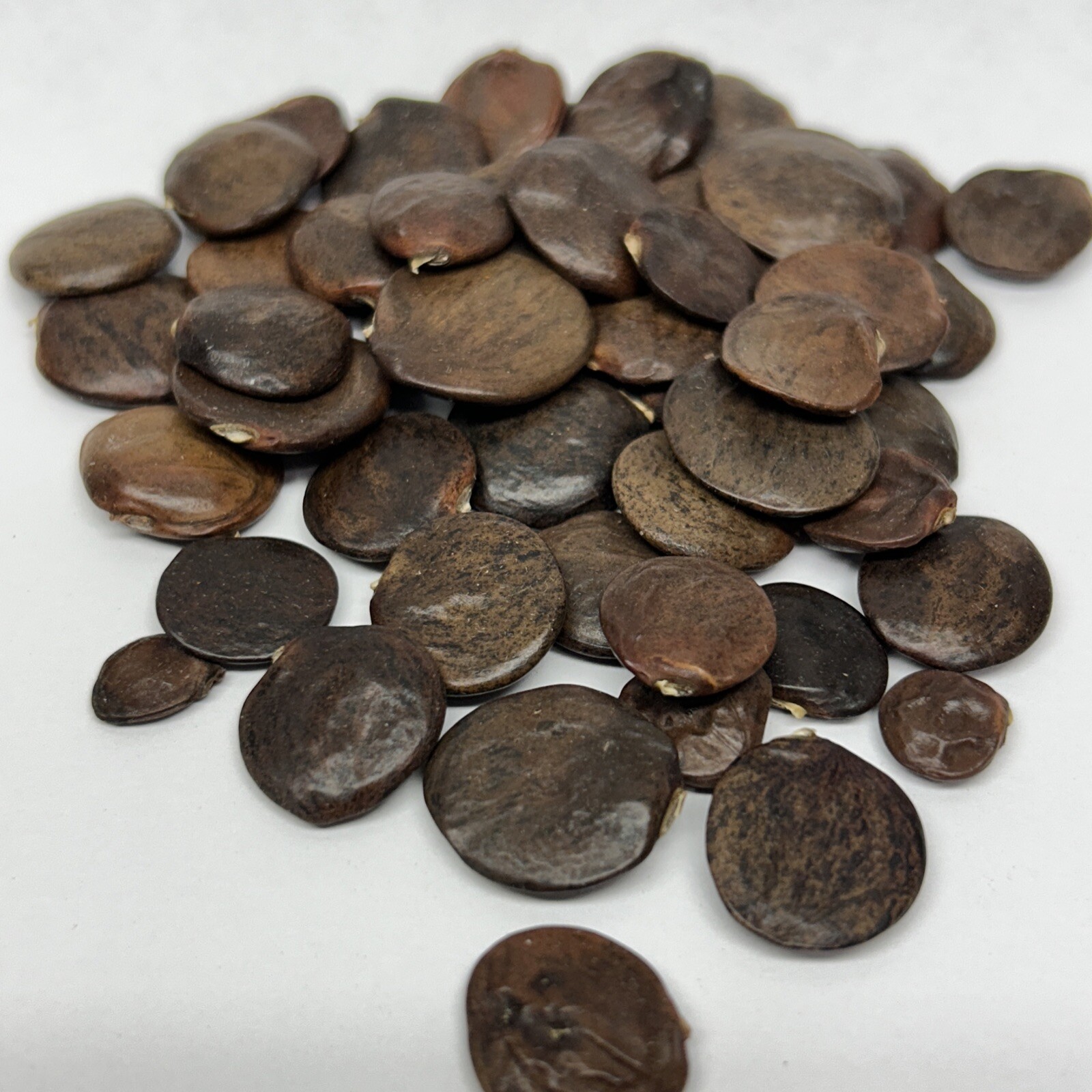 Japanese Wisteria Bonsai Tree Seed Pack Wisteria Floribunda | eBay