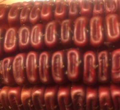 Bloody Butcher Heirloom Corn Seed | eBay