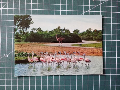 sf518 CP circa 1975 Espagne Safari Majorque Flamands roses | eBay