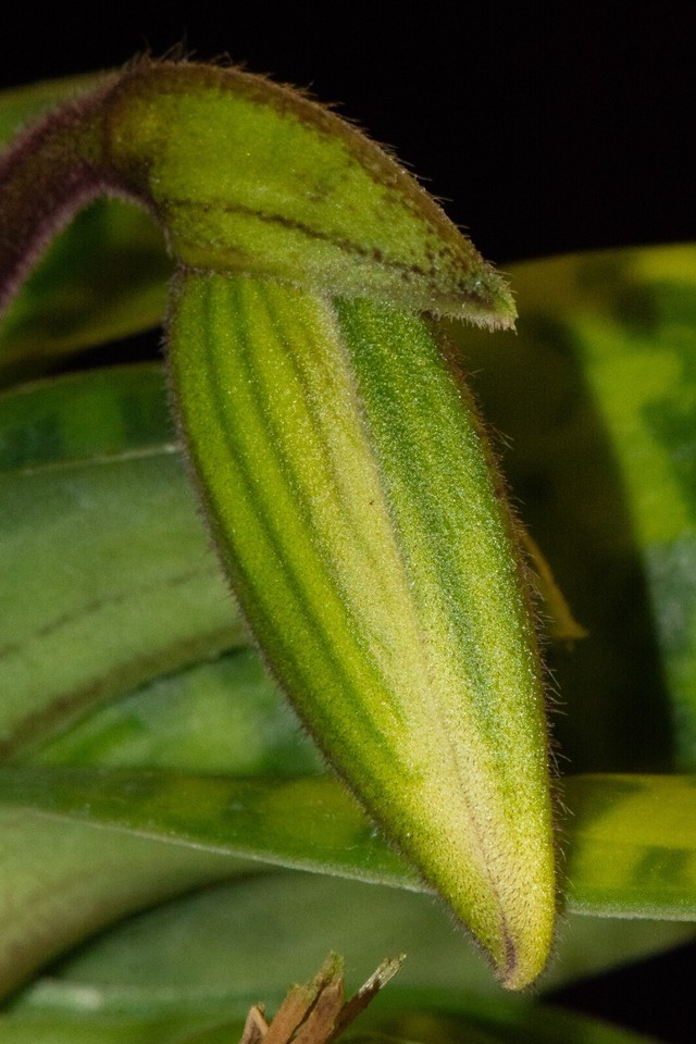 Paphiopedilum QF Shady Shadow #2 (Avenue Azhar x Wonderful Shadow), in ...