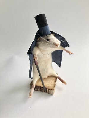 Taxidermy Mouse Top Hat, unique, cute, novelty, oddities, curiosity ...