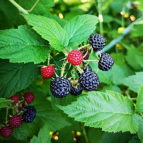6 x Natural Edible Black Raspberry Plants For Garden Landscape Organic ...