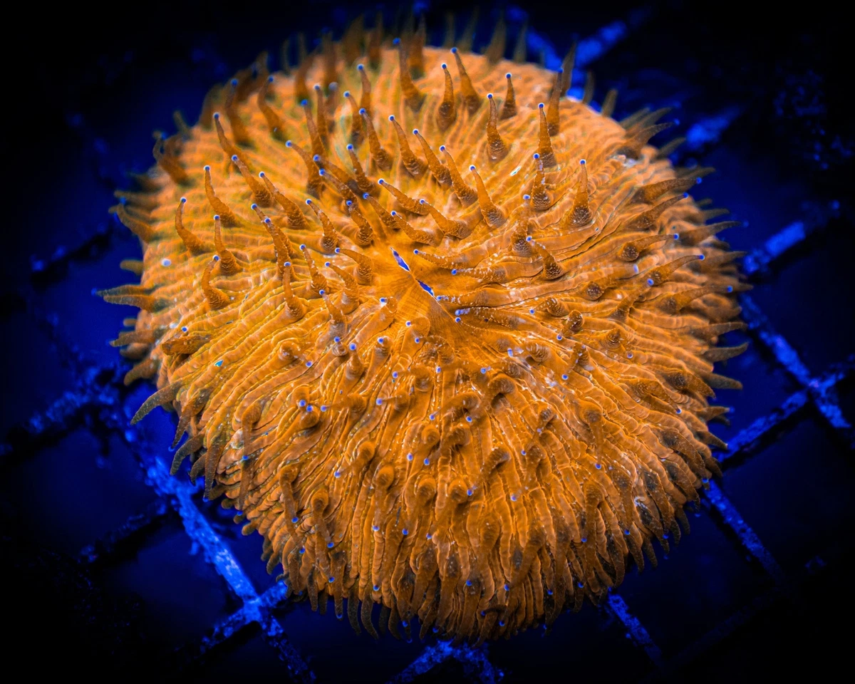 Orange Plate Coral