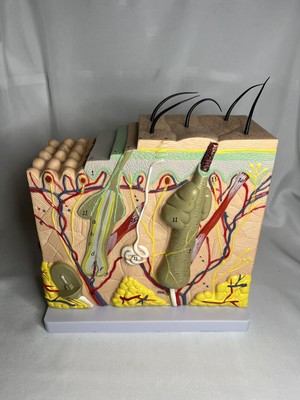 Human Skin Model 35x - 35 Times Skin Structure Anatomical Model Skin | eBay