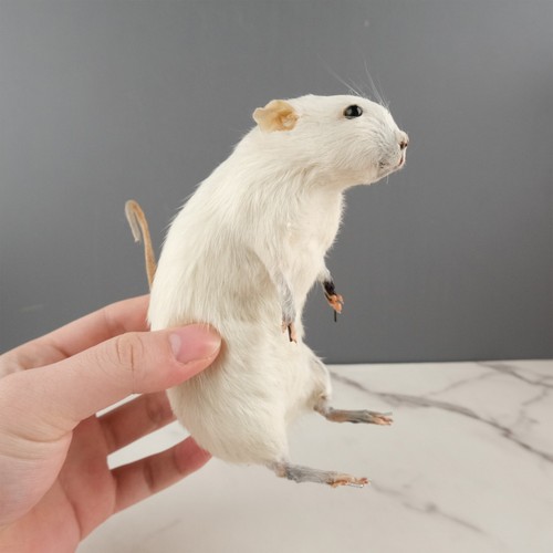 Mus Musculus Taxidermy Display Natural Specimen Unique Oddity ...