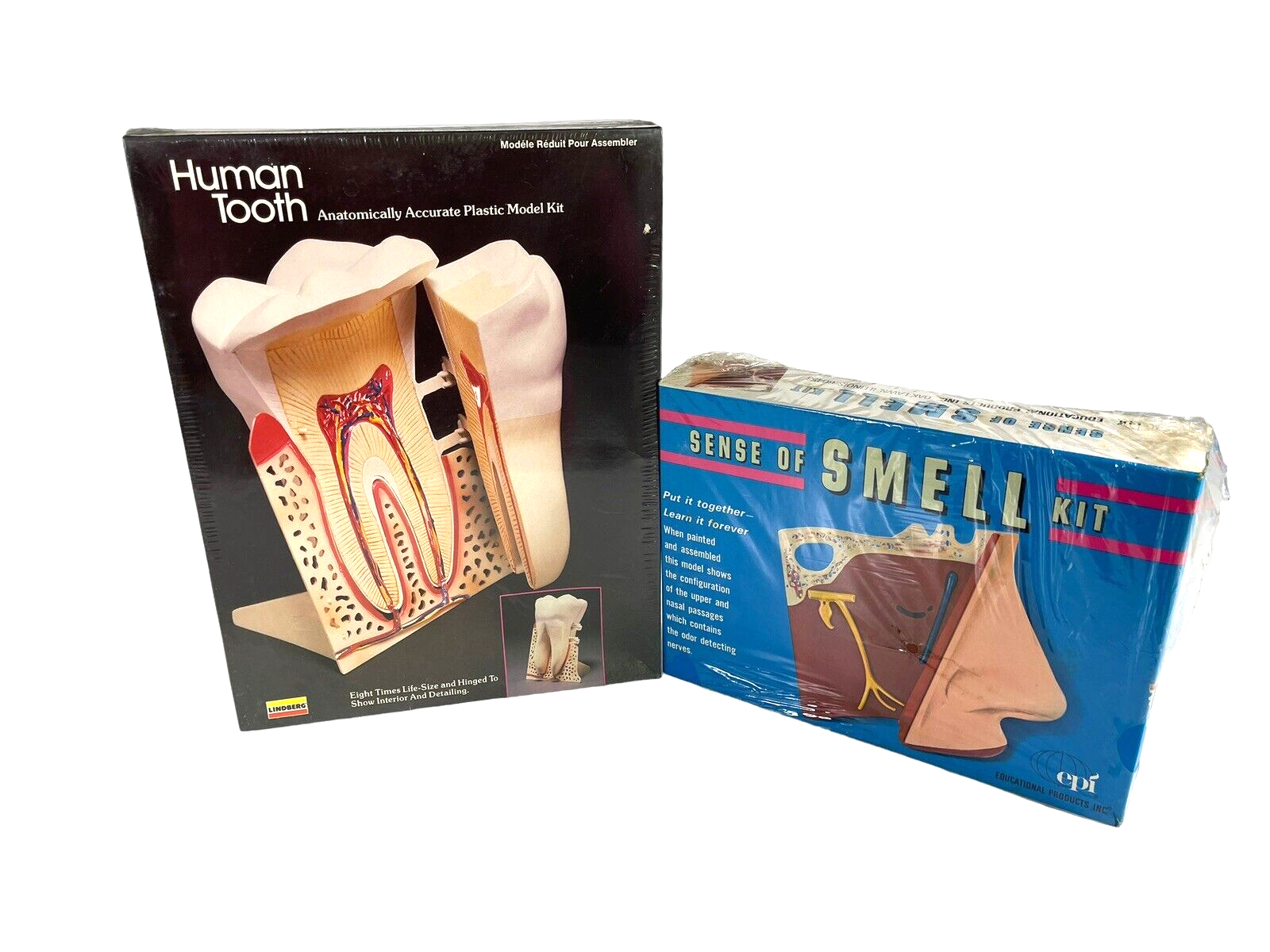 Human Tooth and Sense of Smell Model Kits ~ Sealed | eBay