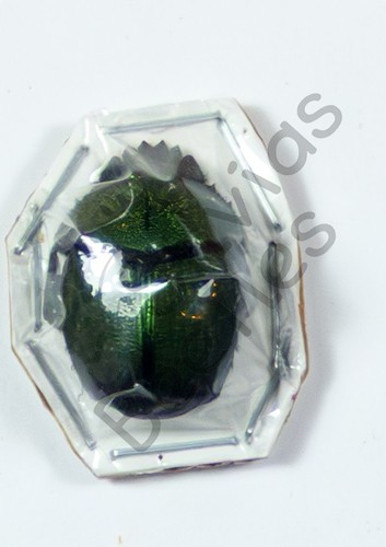 BEETLES, (253438) , Scarabaeidae, Kheper paganus , Angola *** | eBay