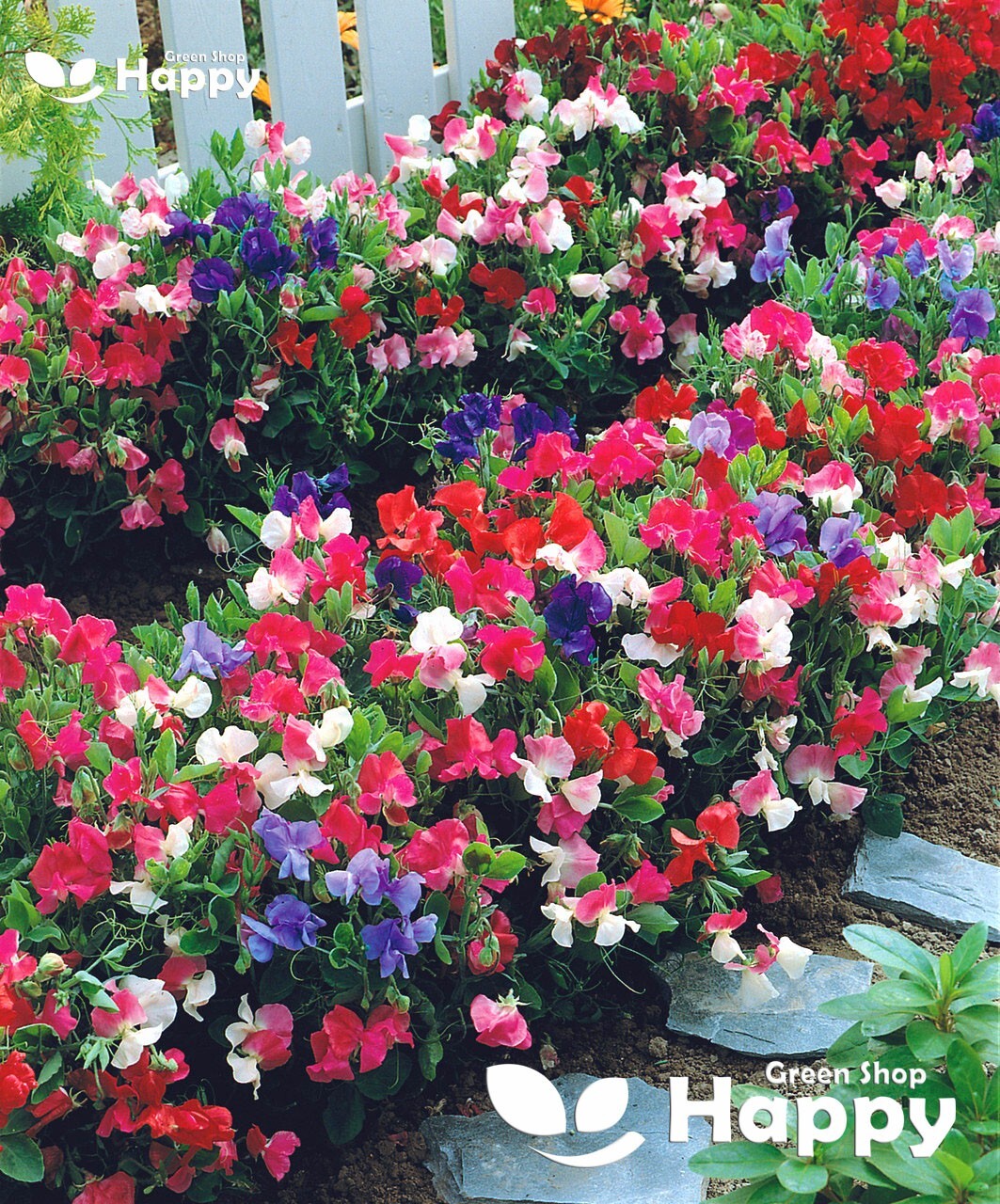 SWEET PEA DWARF - LITTLE SWEETHEART MIXED - 20 SEEDS - Lathyrus ...