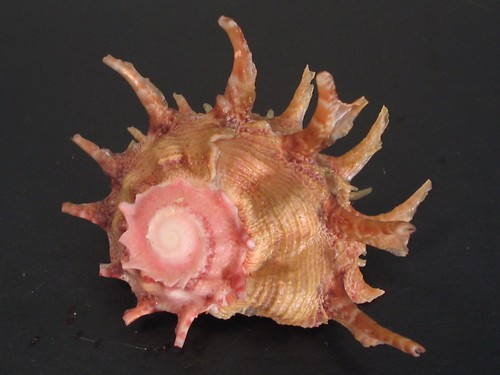 Incredible Colors...ANGARIA SPHAERULA~43mm~Philippine SEASHELL | eBay UK