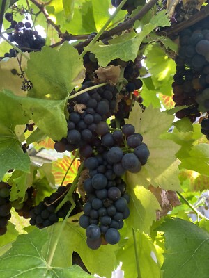 BLACK GRAPE FRUIT VINE IN 9CM POT CLIMBING PLANT VITIS BRANT HARDY ...