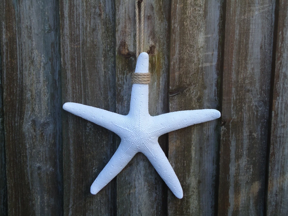 Starfish Fishing Boat