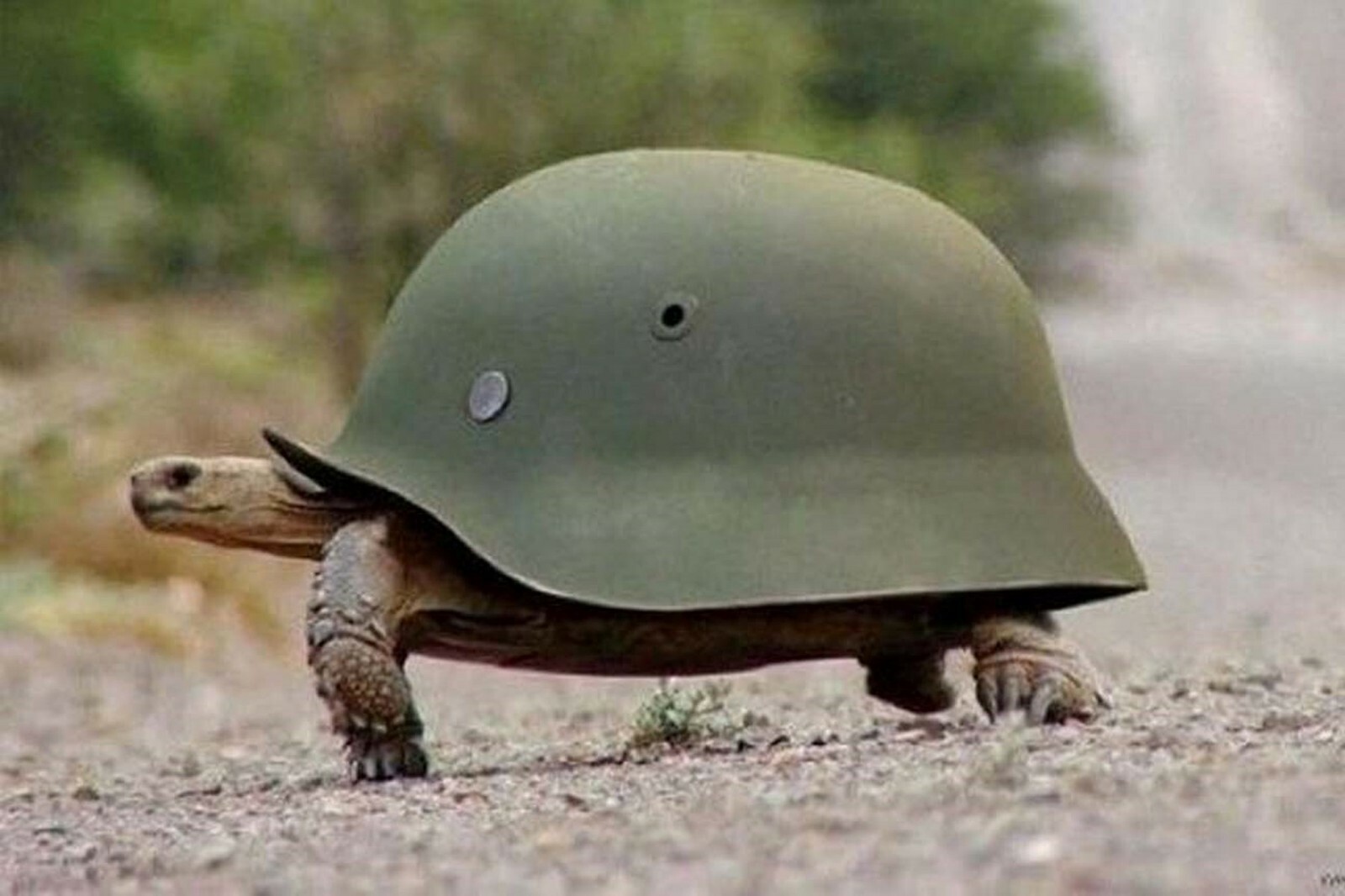 turtle in german helmet WW2 Photo Glossy 4*6 in G027 | eBay