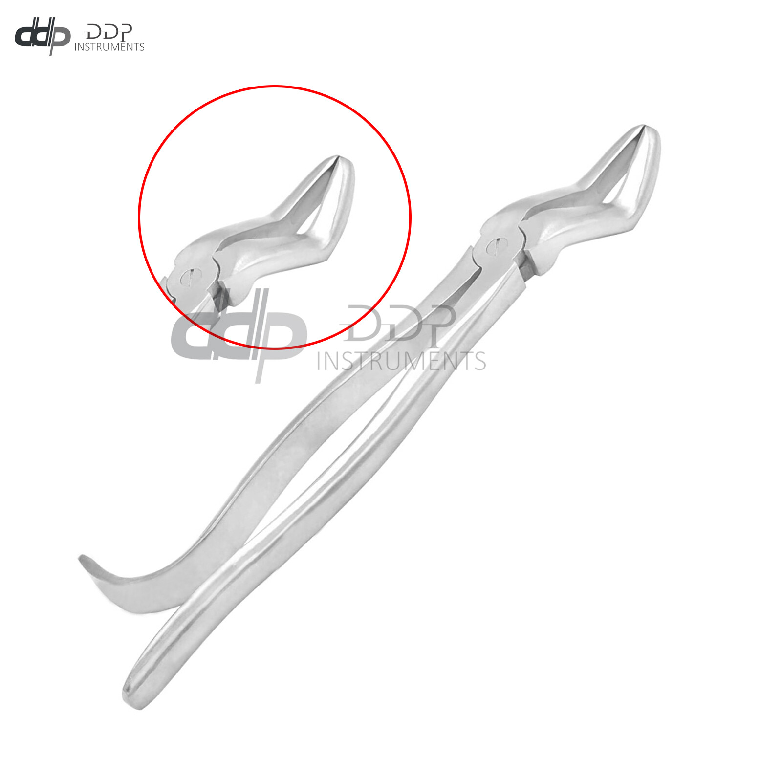 Wolf Tooth Extractor Forceps 11" Dental Equine Instruments Stainless ...