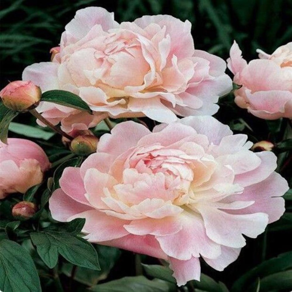 20 EXOTIC RARE PEONY SEEDS for garden flower beds plant bush USA SELLER ...