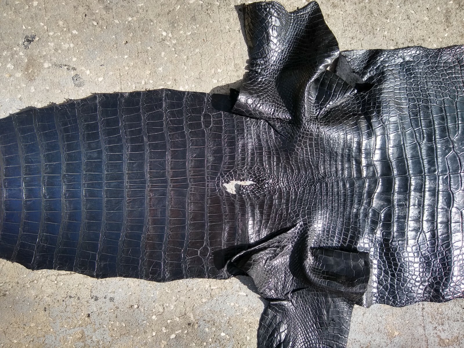 Wild Alligator gator Hide Skin Pelt Huge Large Old leather Trophy Rug ...