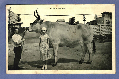 Postcard Animals Lone Star Largest Known Cow To Live J-J Ranch Of South ...