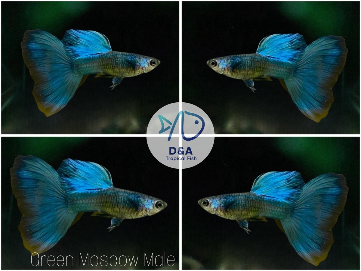 Live Thai Electric Green Texas Cichlid Live Freshwater