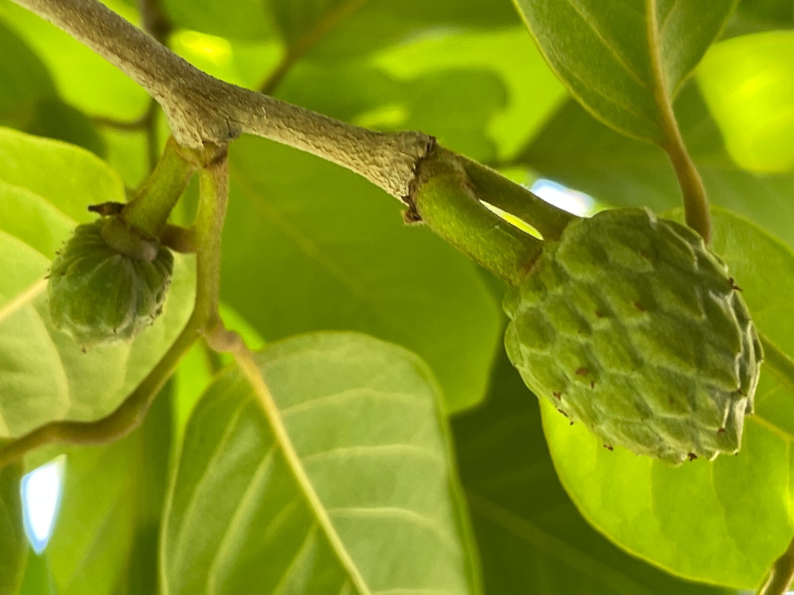 20 Seeds of Rare El Bumpo Cherimoya, Atemoya | eBay
