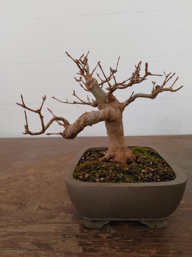 Bonsai Tree, Trident Maple, Gnarly Trunk Movement, A+ Base & Nebari, No ...